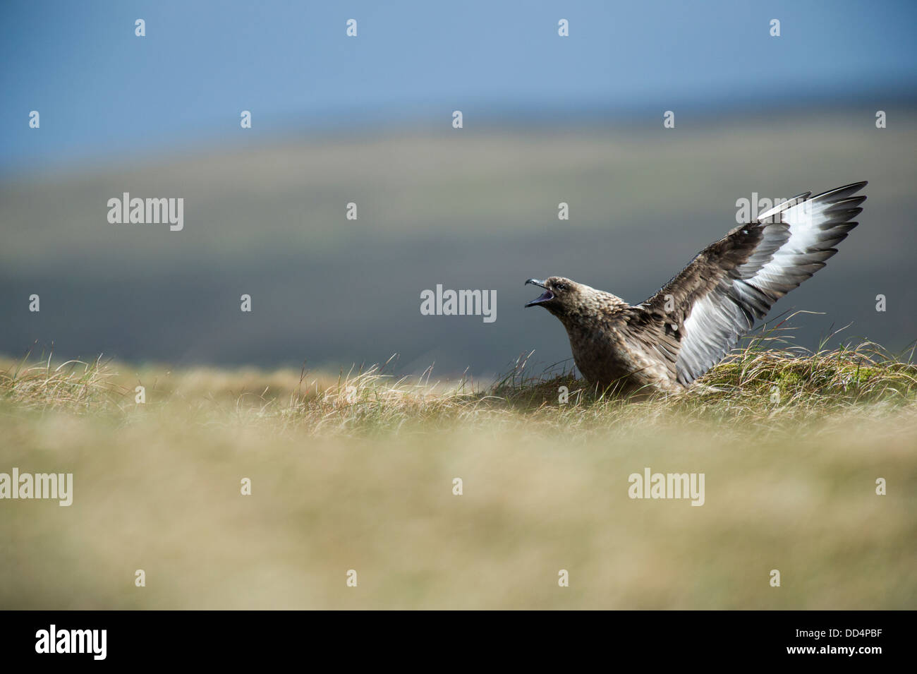 Great skua skua stercorarius skua hi-res stock photography and images ...