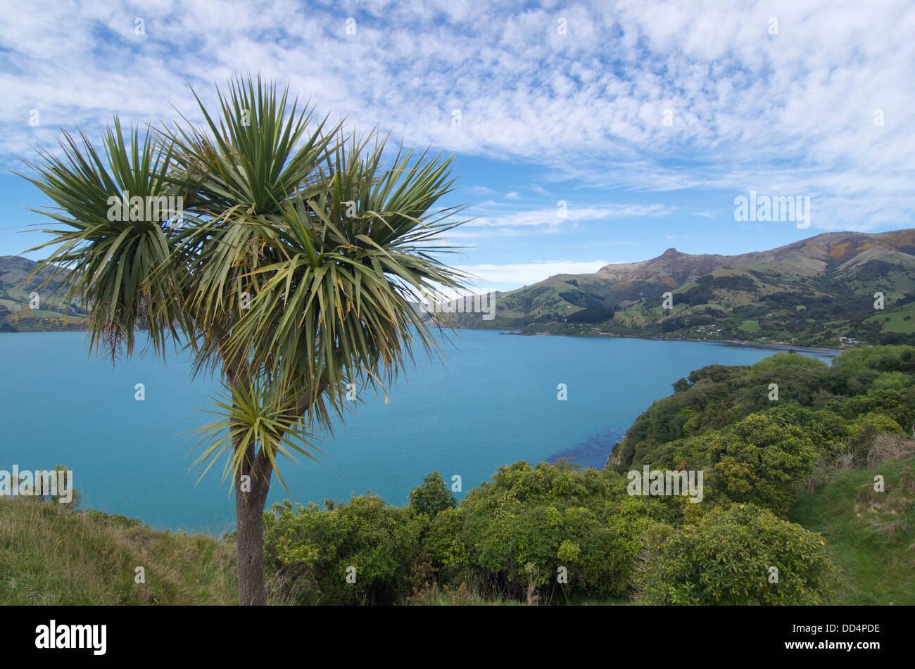 Cabbage tree cordyline australis hi-res stock photography and images ...