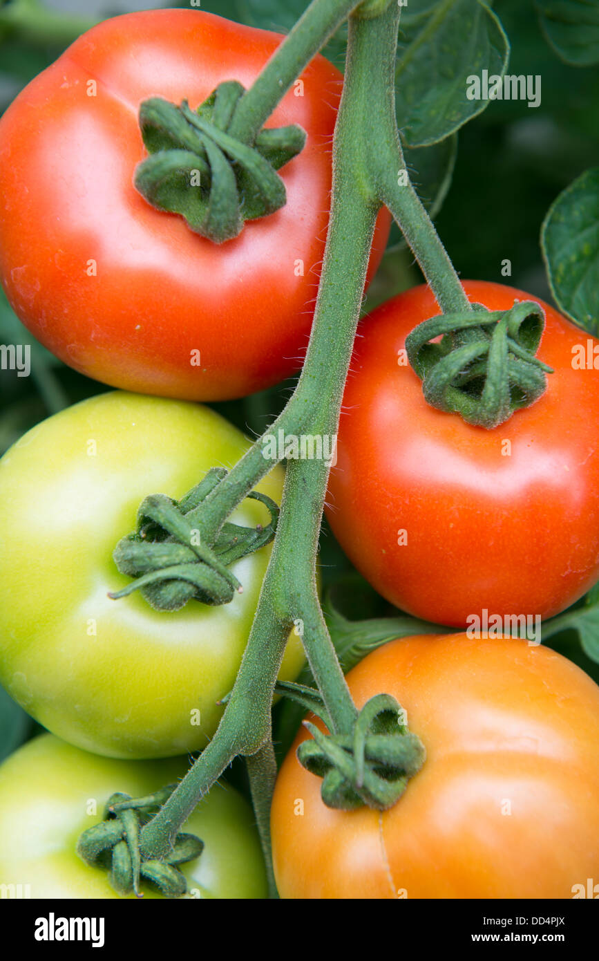 Ferline hi-res stock photography and images - Alamy