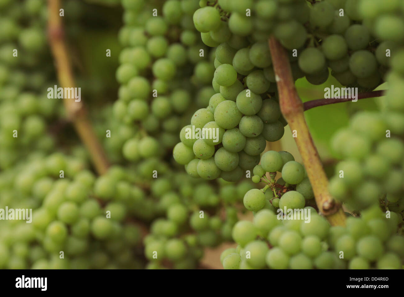 Ripe grapes of wine type Riesling hang in the vineyard of vintner ...