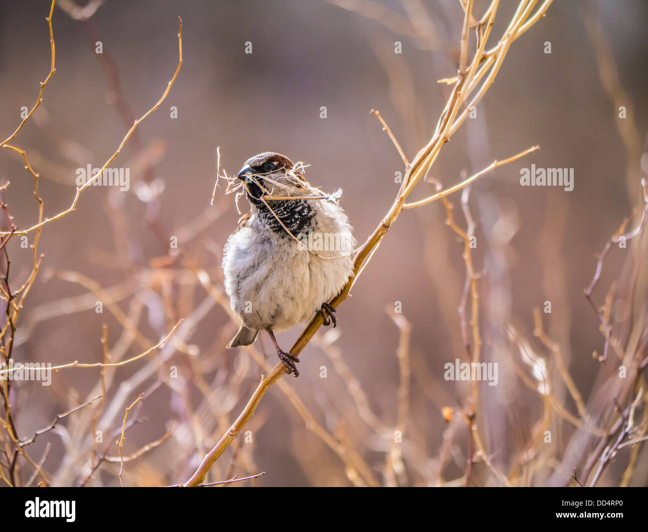 Sparrow sitting on branch spring hi-res stock photography and images ...