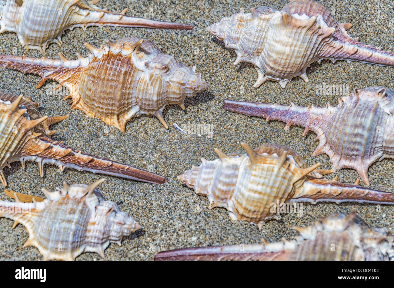 Closeup view of an arrangement of spiny seashells from marine snails or ...