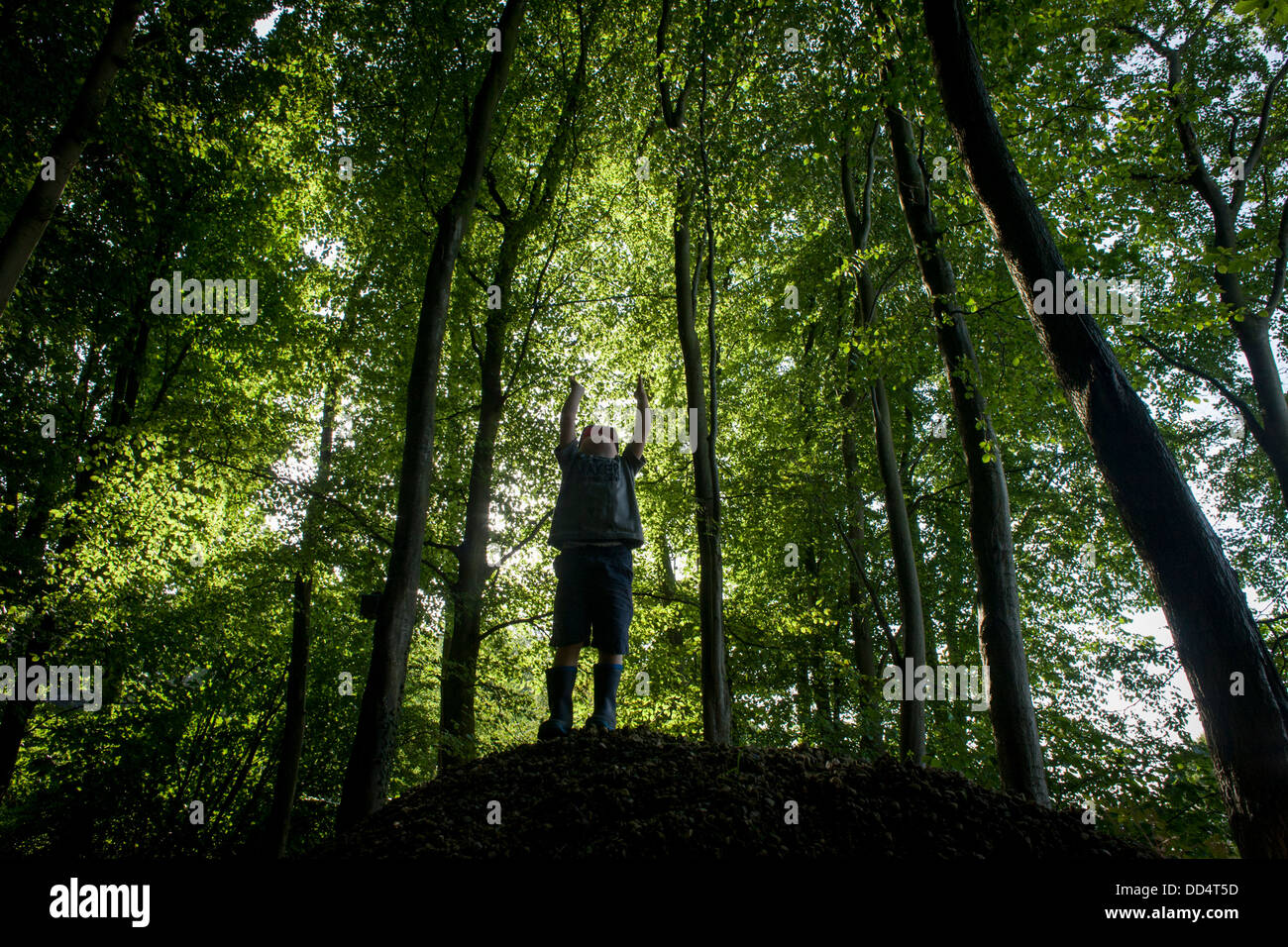 A four year-old boy plays below beech trees on a mound in Somerset ...
