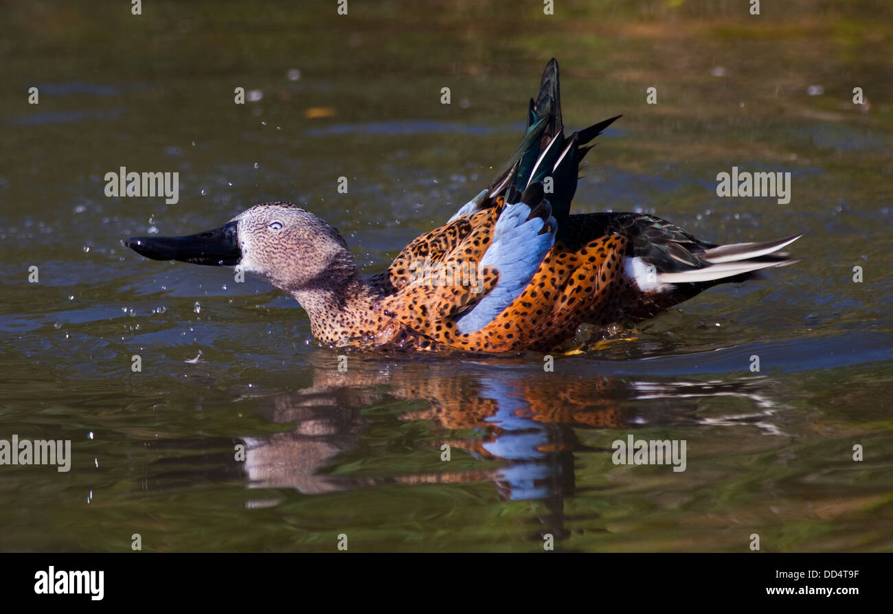 Argentine Lake Duck High Resolution Stock Photography and Images - Alamy