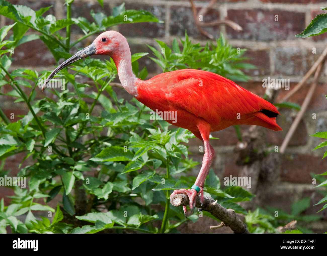 Scarlet Ibis (eudocimus ruber Stock Photo - Alamy