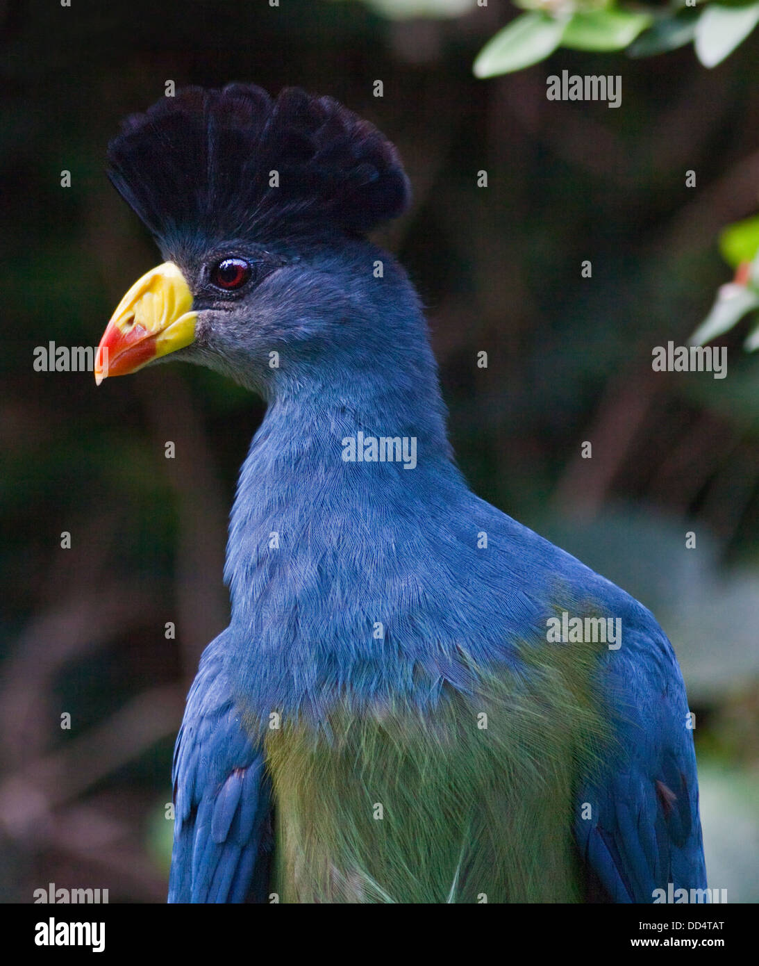 Great blue turaco corythaeola cristata hi-res stock photography and ...