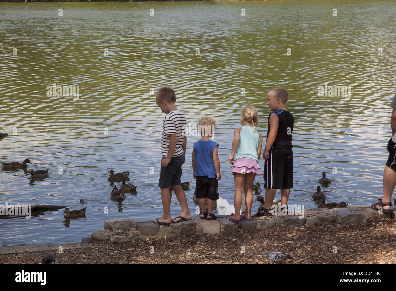 Curious boys watching ducks hi-res stock photography and images - Alamy