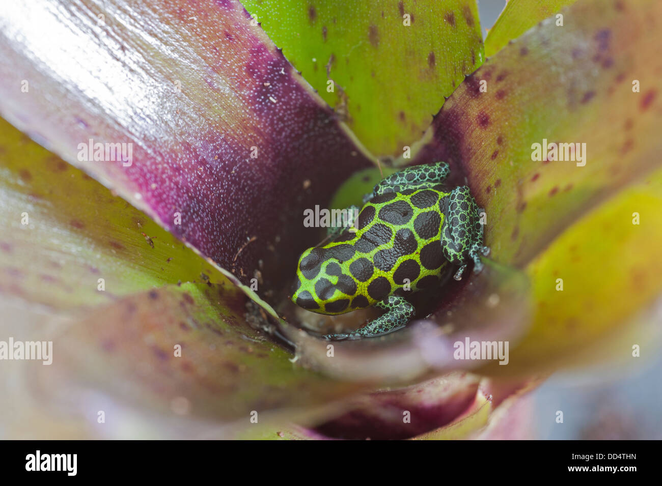 Ranitomeya imitator on bromeliad leaf Stock Photo - Alamy