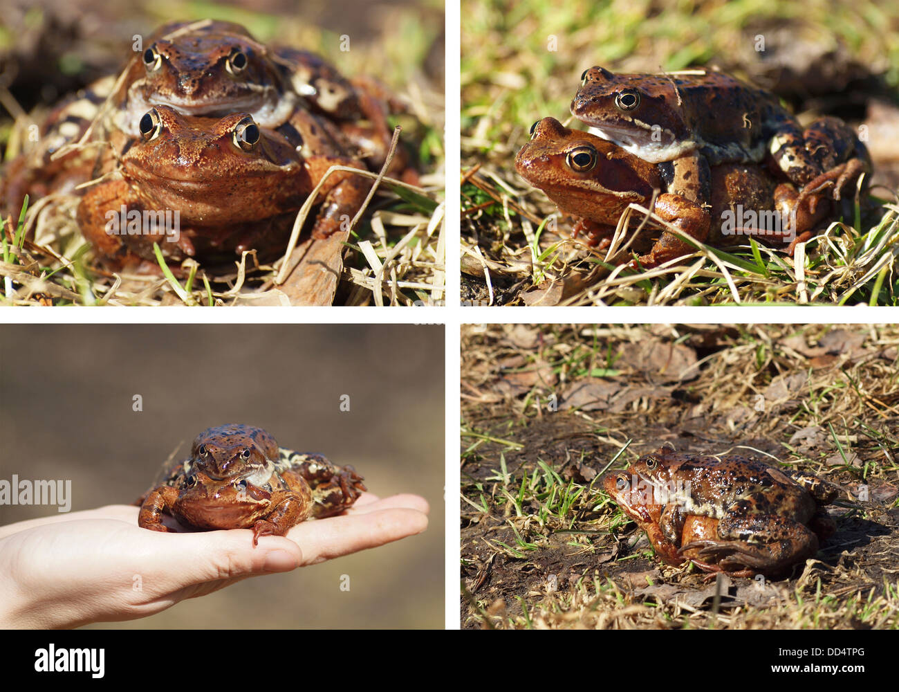 Frogs of russia hi-res stock photography and images - Alamy