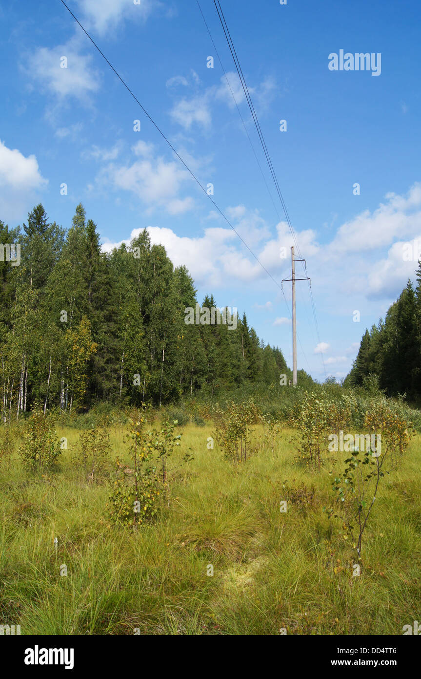 power lines in the forest Stock Photo - Alamy