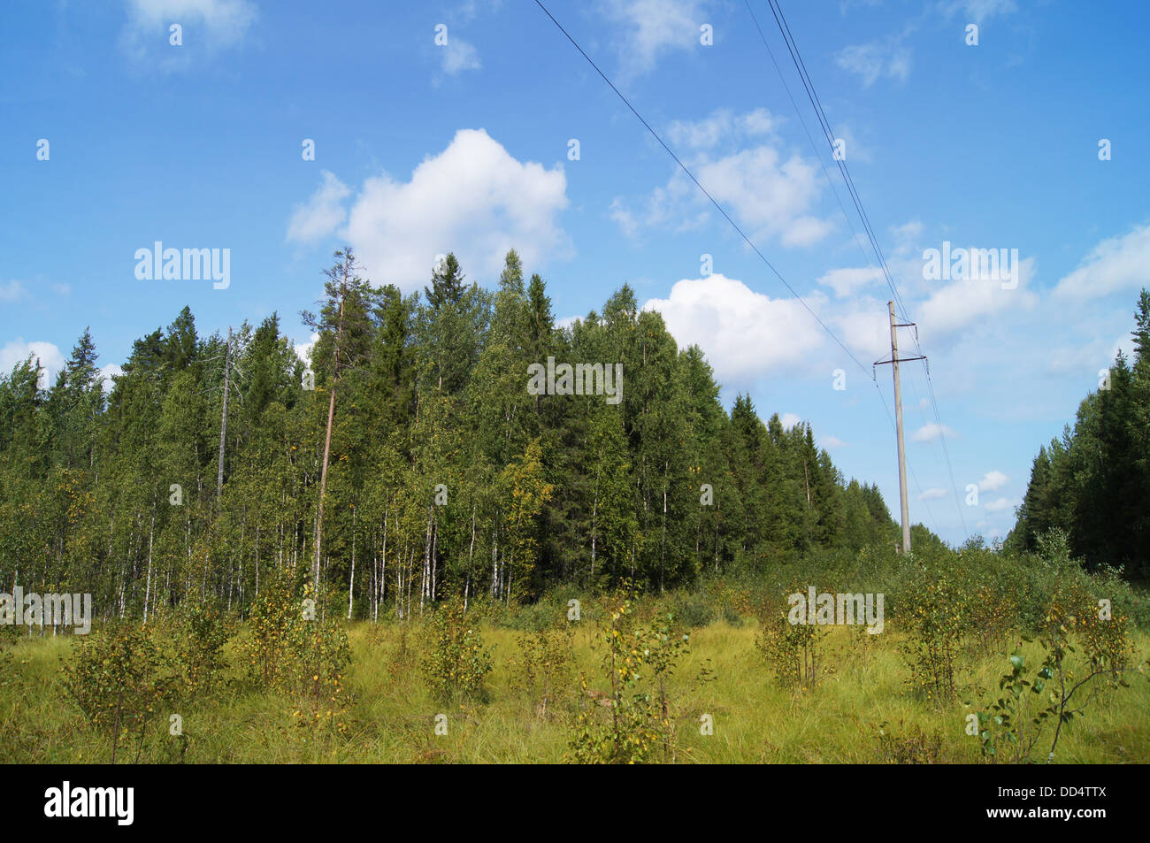 power lines in the forest Stock Photo - Alamy