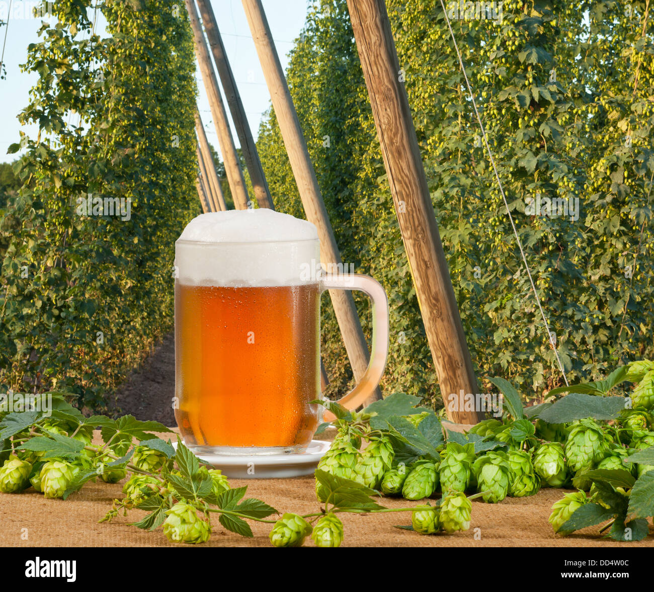 Suds alcohol beer glass ale hop hops beverage hi-res stock photography ...