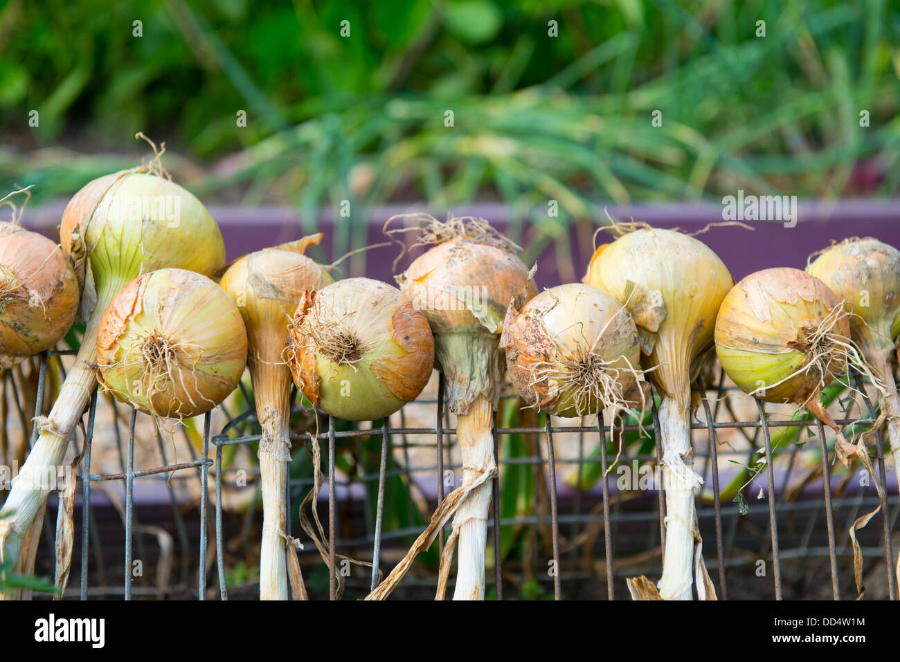 Maincrop onions lifted and drying on wire frames Stock Photo - Alamy
