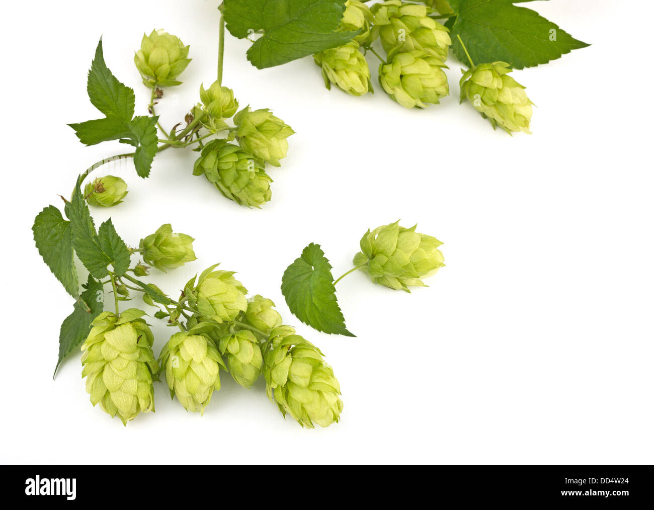 hop cones isolated Stock Photo - Alamy