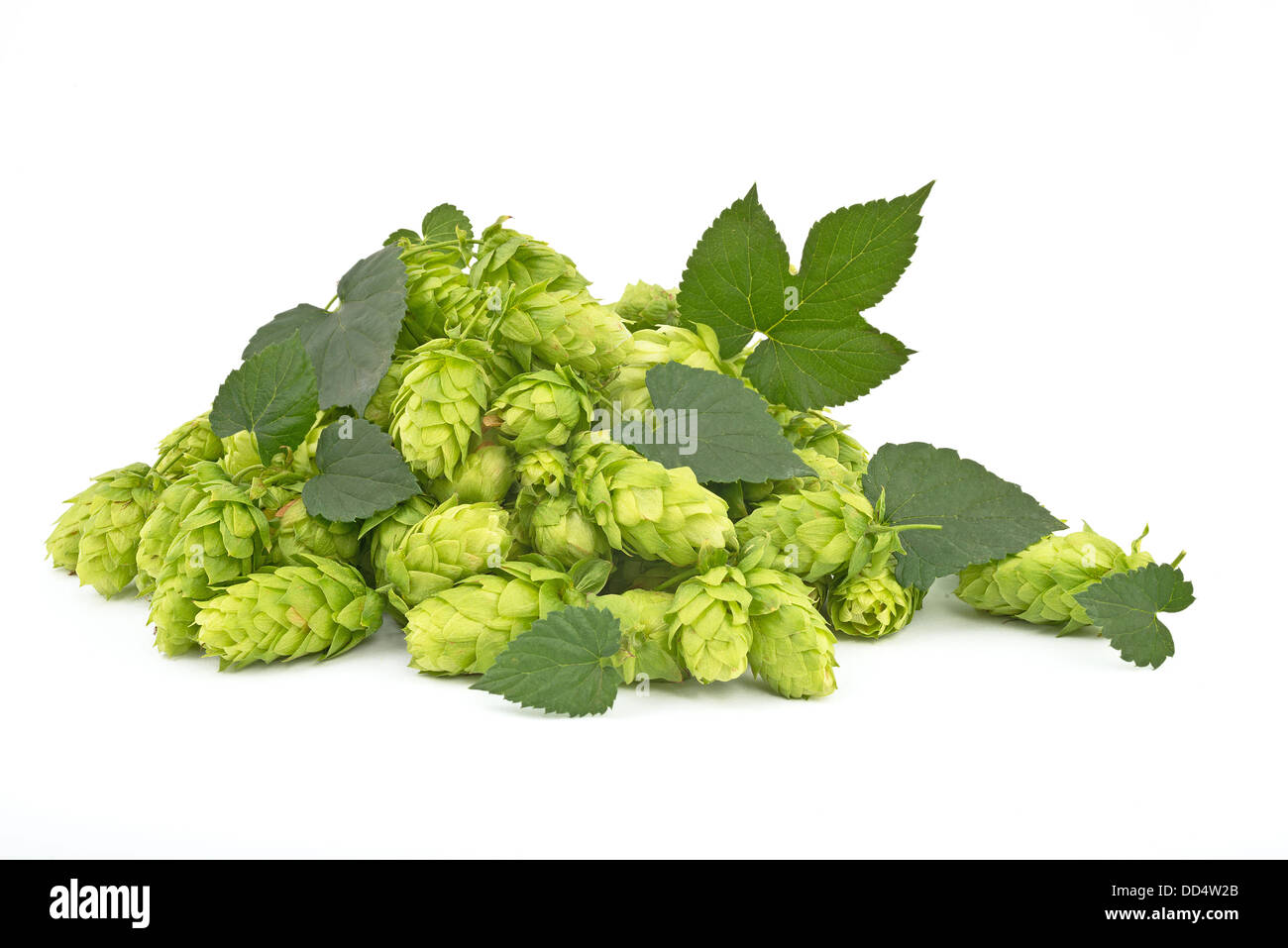 hop cones isolated Stock Photo - Alamy