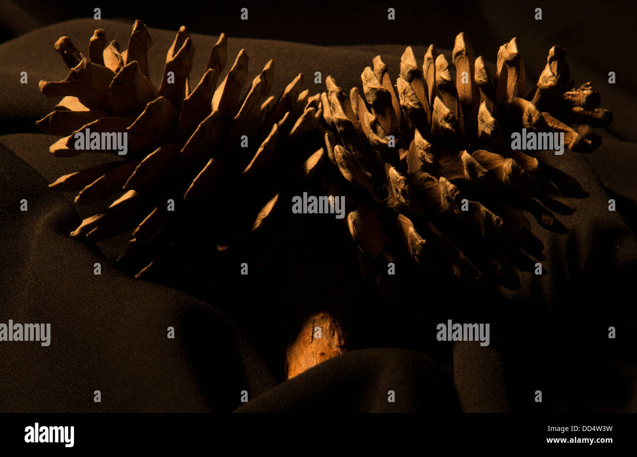 pine cone on the black background Stock Photo - Alamy