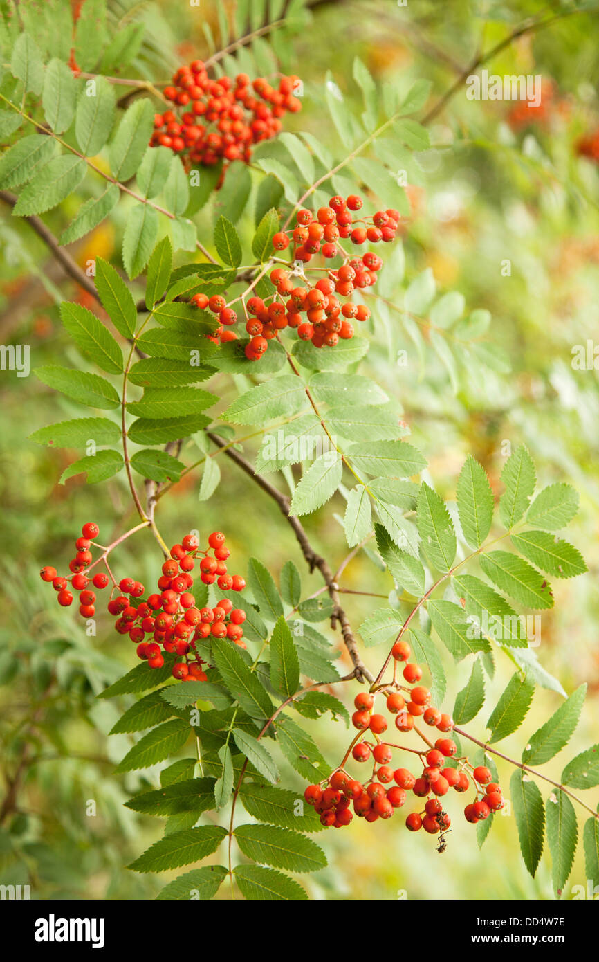 Red orange berry seeds hi-res stock photography and images - Alamy