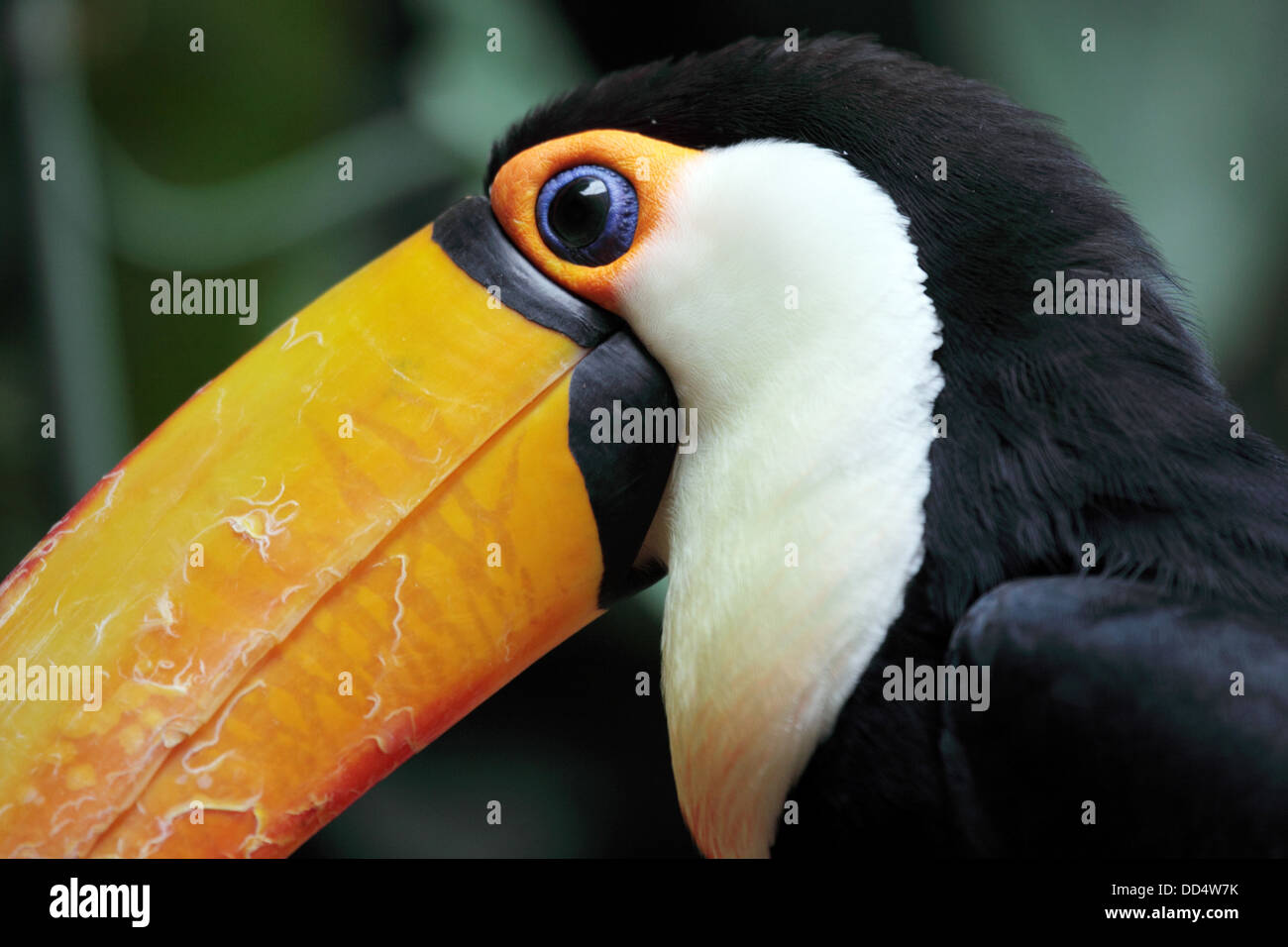 picture of the head of a tropical bird, a toucan Stock Photo - Alamy