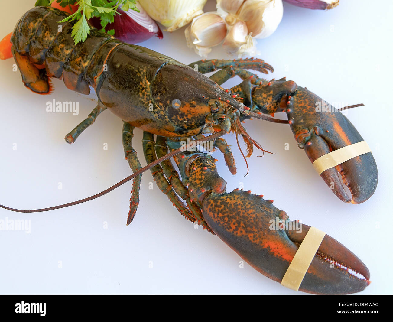 Lobster colors hi-res stock photography and images - Alamy