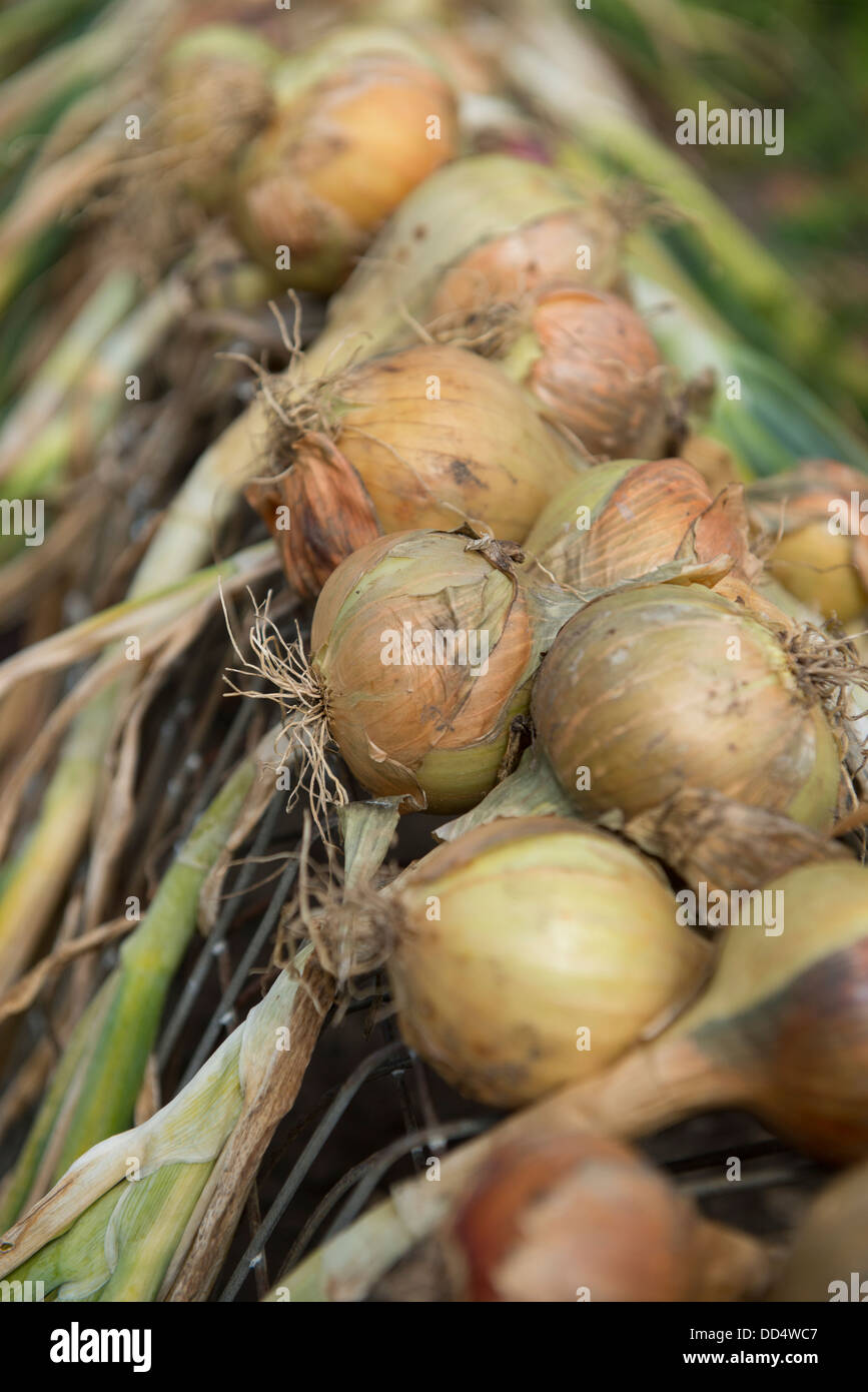 Maincrop onions lifted and drying on wire frames Stock Photo - Alamy