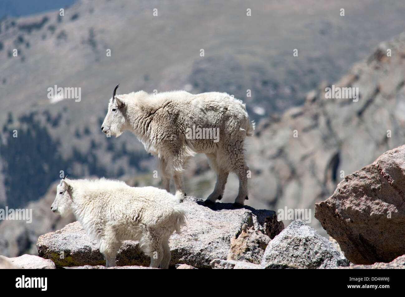 Mount Evans Sheep High Resolution Stock Photography and Images - Alamy