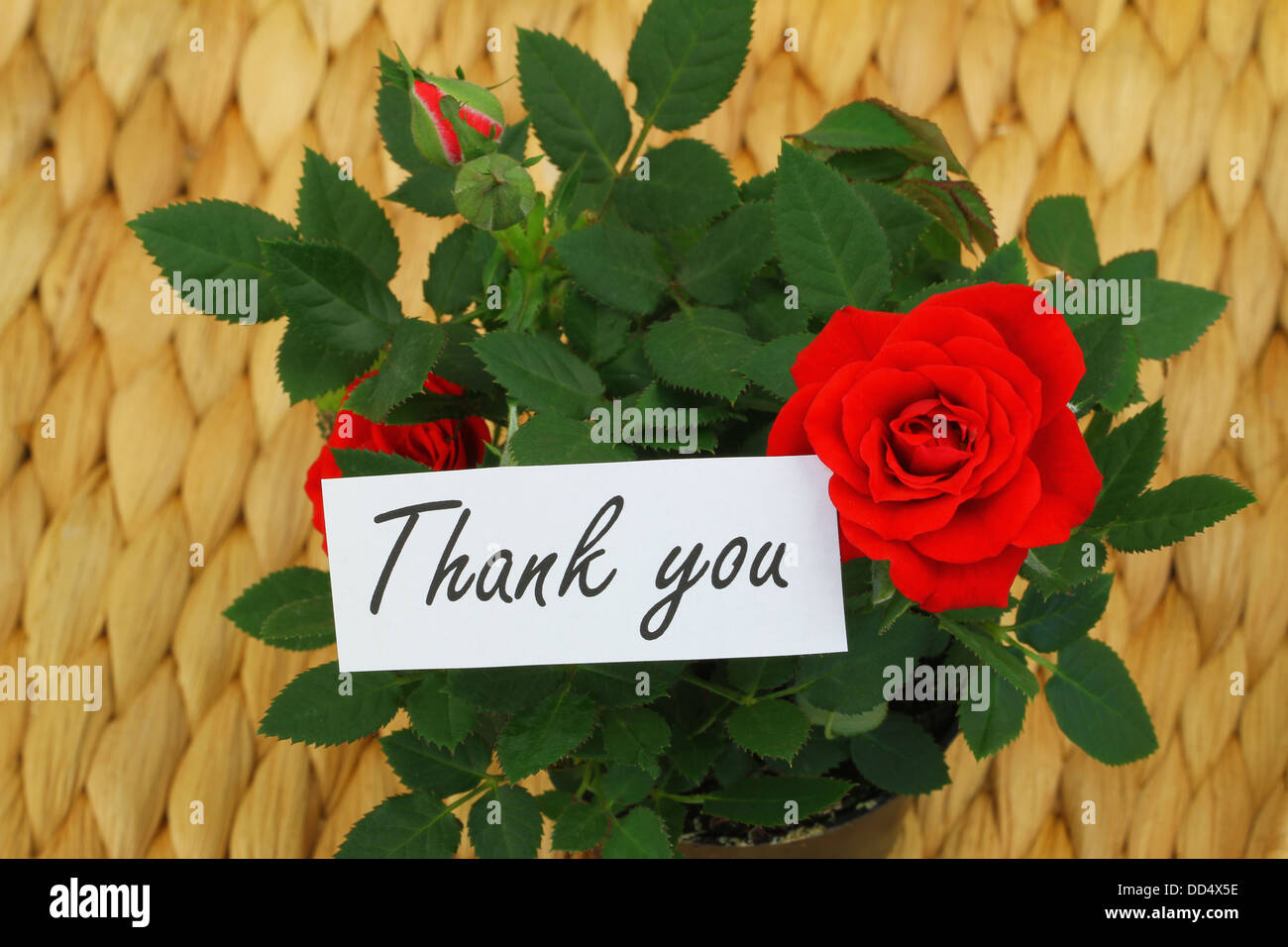 Thank you card with wild red roses on wicker surface Stock Photo - Alamy