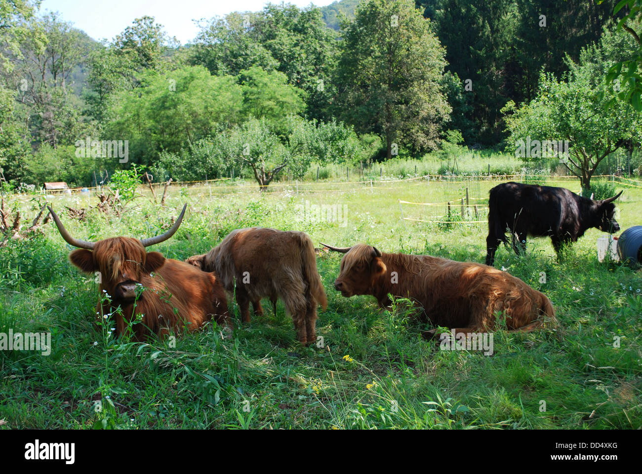 Scottish grass hi-res stock photography and images - Alamy