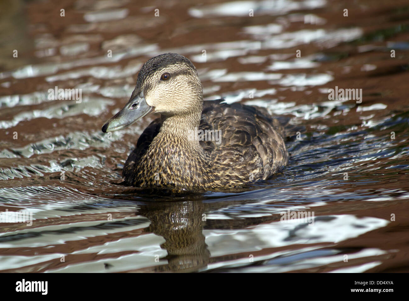 Dabbling duck hi-res stock photography and images - Alamy