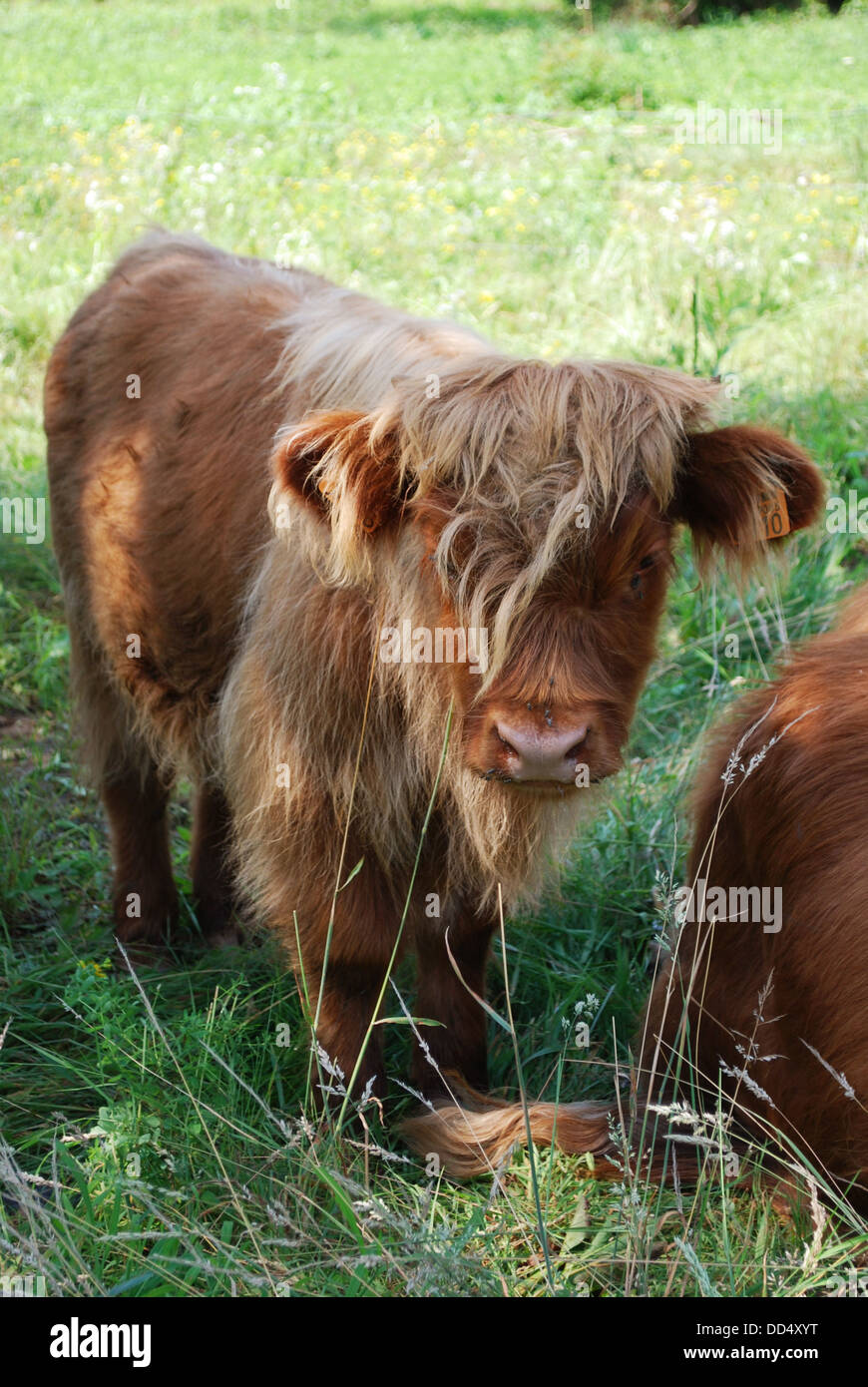 Scottish grass hi-res stock photography and images - Alamy