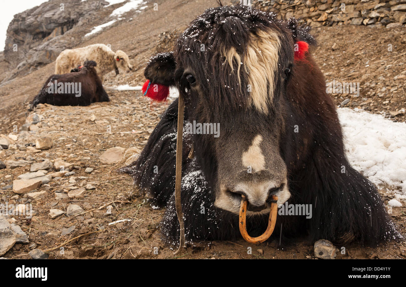 Himalayan Yaks in highlands Stock Photo - Alamy