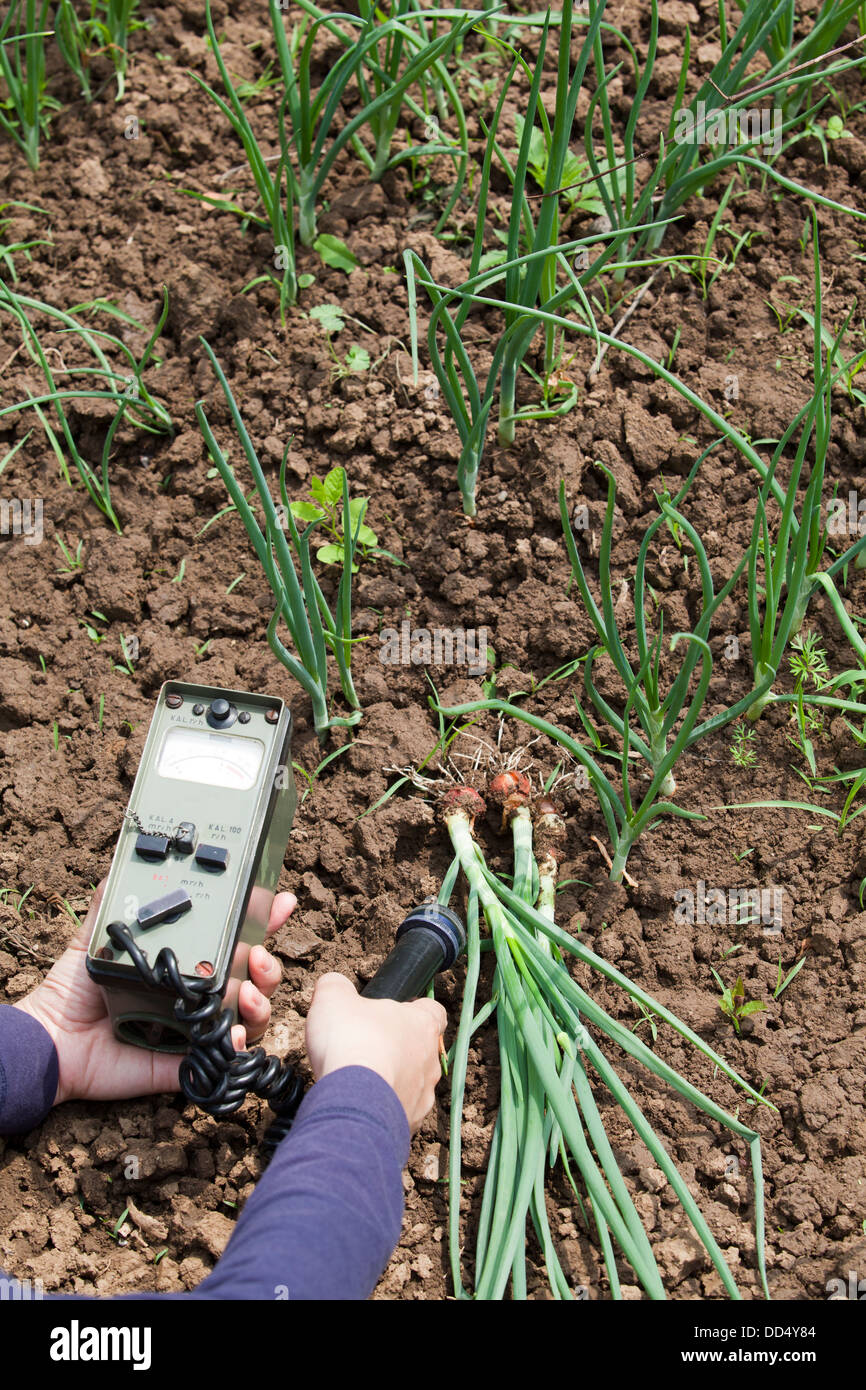 measuring radiation levels of onions Stock Photo - Alamy