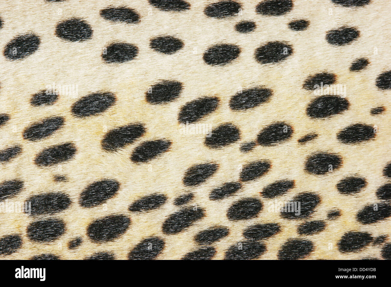 Snow Leopard Fur Texture