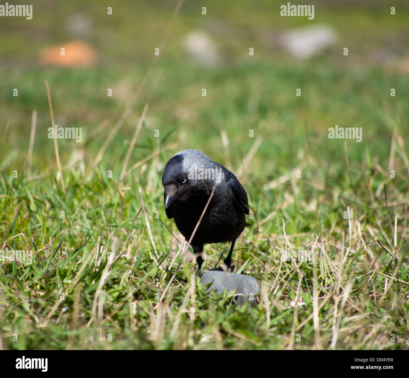 crow on the grass Stock Photo - Alamy