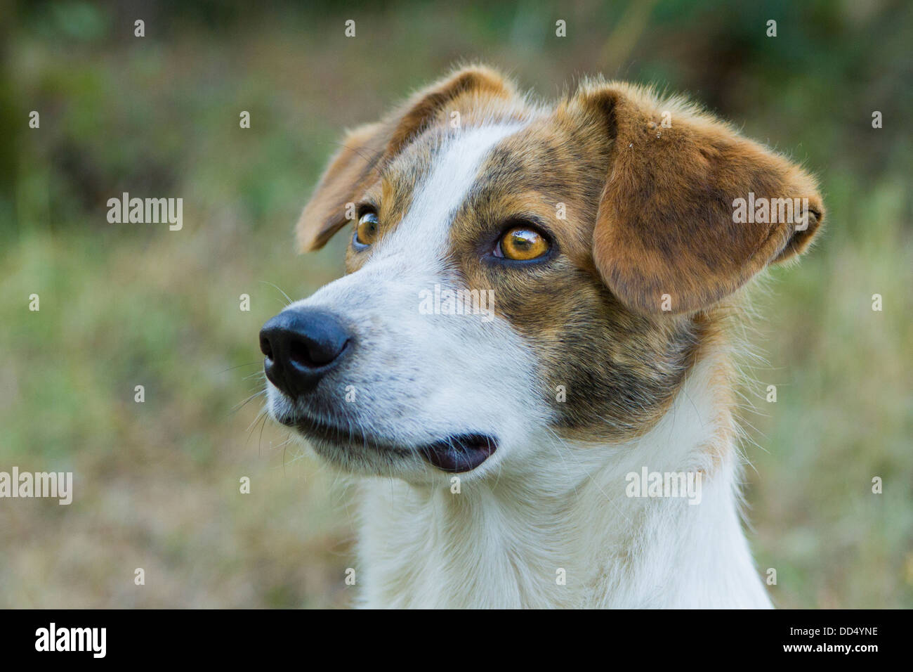 Teckel High Resolution Stock Photography and Images - Alamy