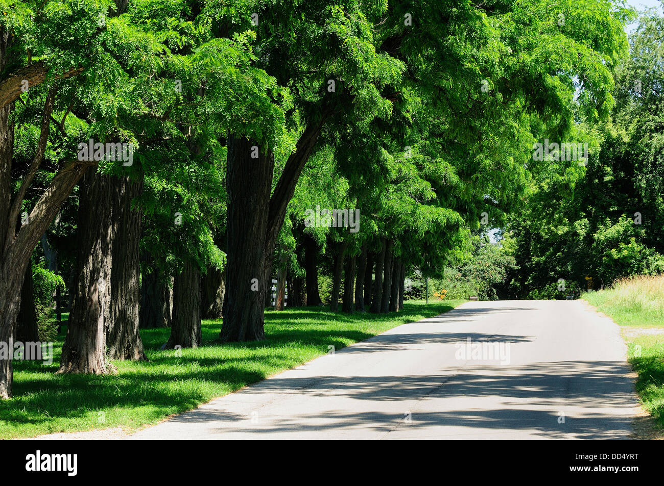 Tree canopy above hi-res stock photography and images - Alamy