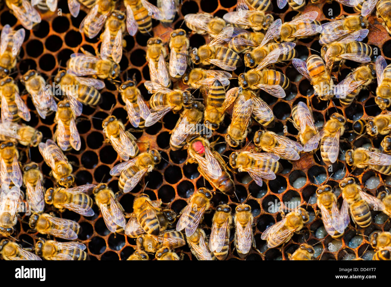 Honey Bee (Apis mellifera) queen and workers Stock Photo - Alamy