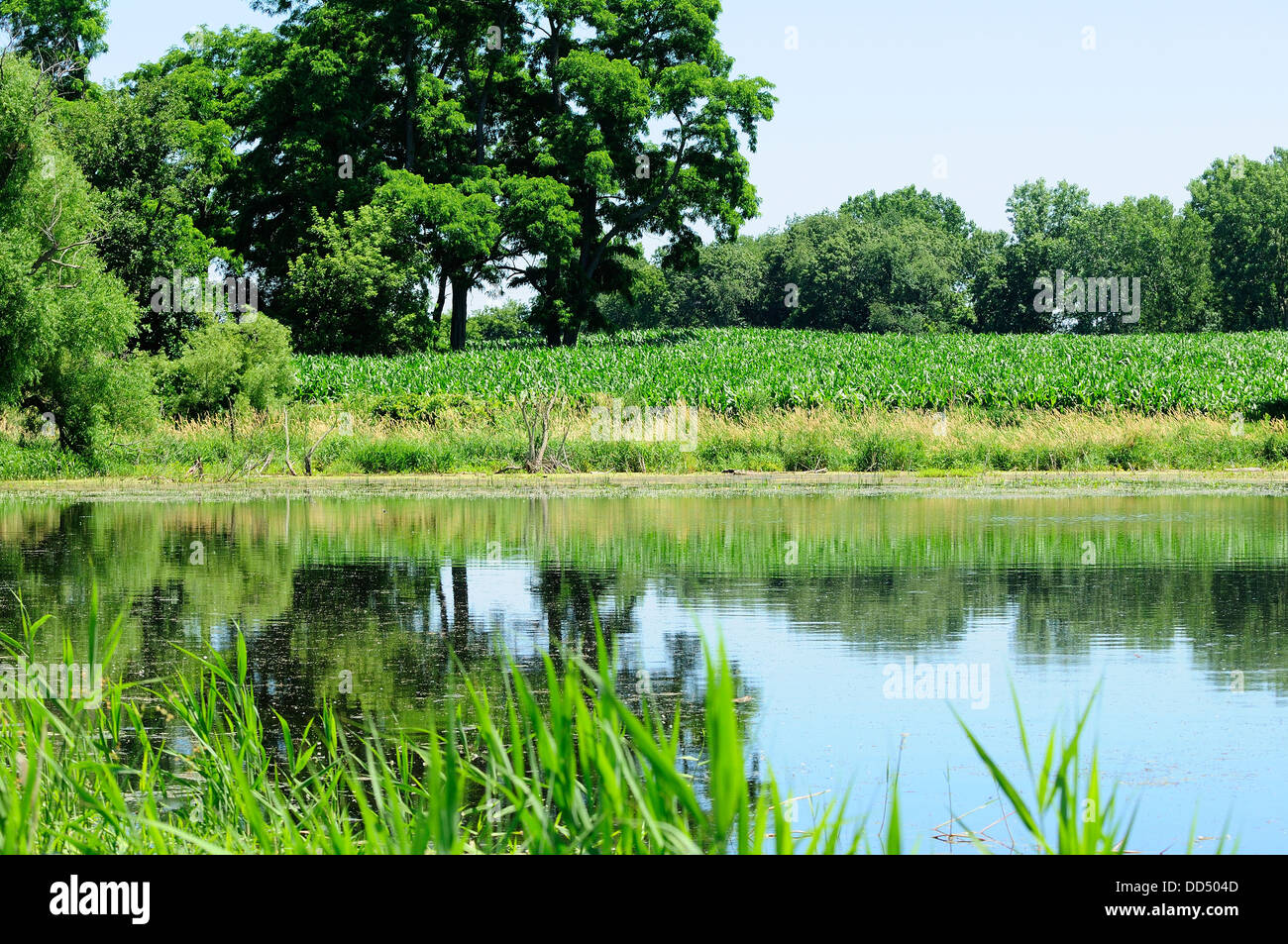 Pond next to rural corn field Stock Photo - Alamy