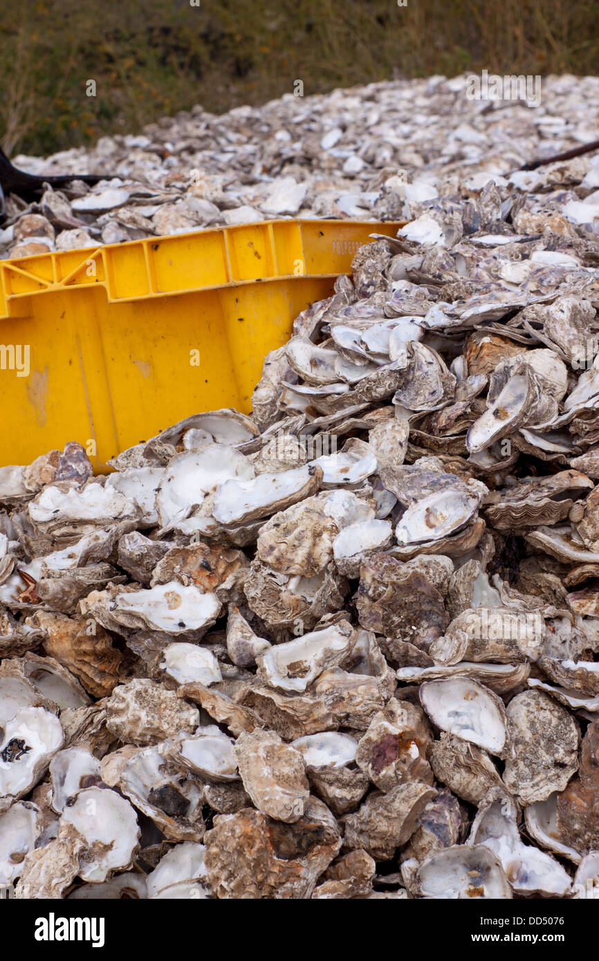 Pile of oyster shells hi-res stock photography and images - Alamy