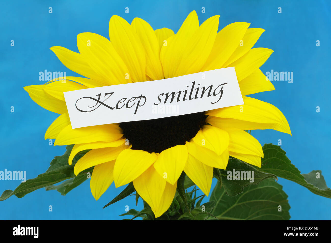 Keep smiling card on sunflower on blue background Stock Photo - Alamy