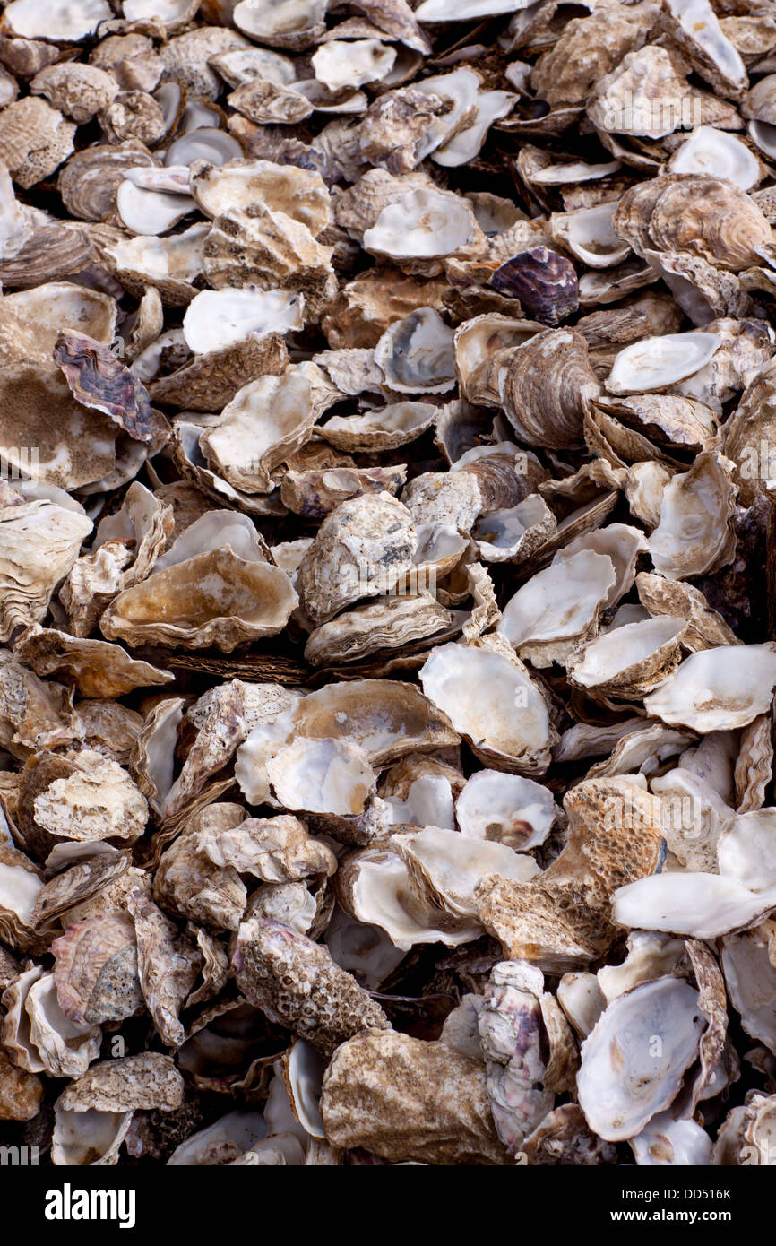 Whitstable kent oyster shells hi-res stock photography and images - Alamy