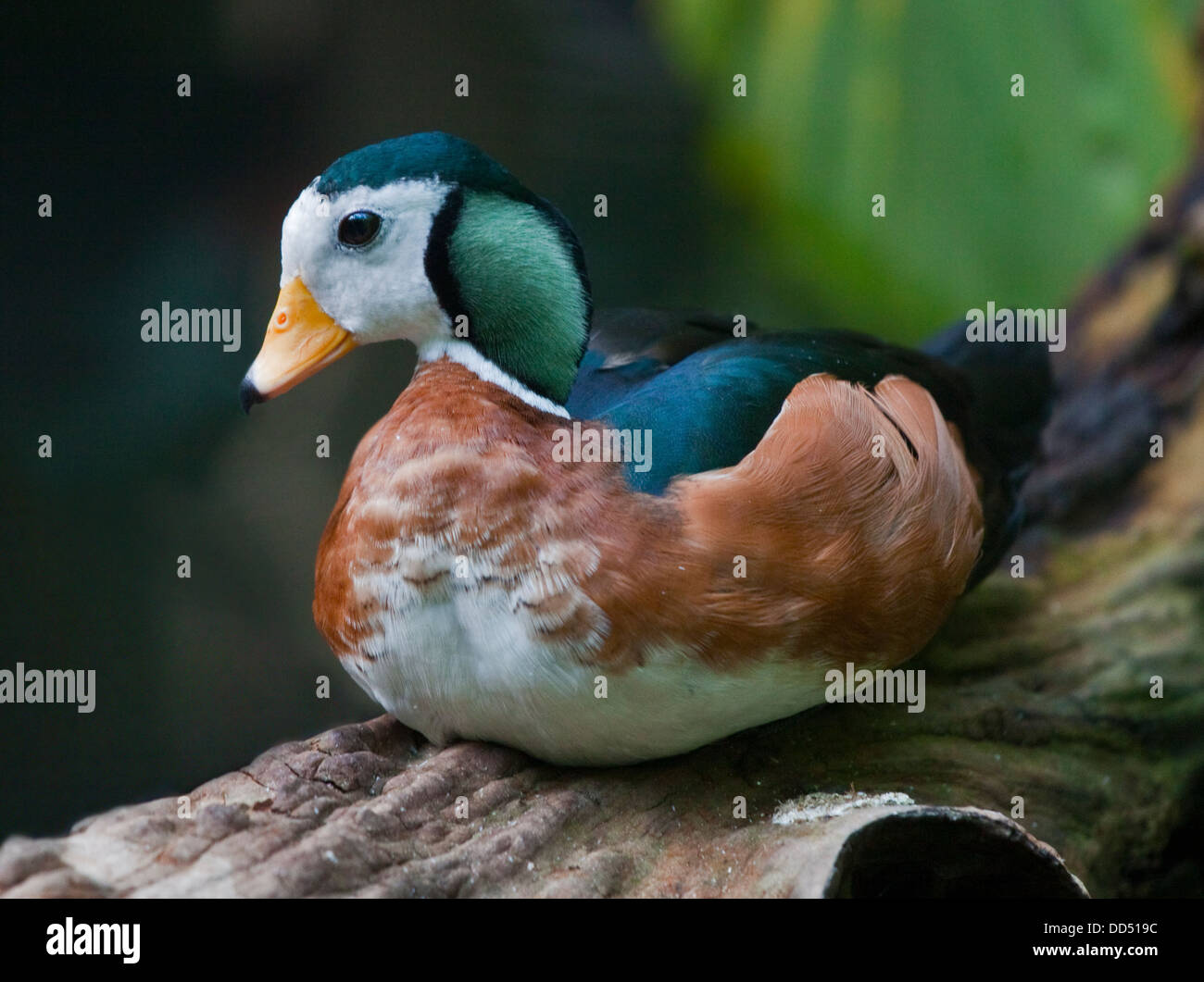 African Pygmy Goose (nettapus auritus) male Stock Photo - Alamy