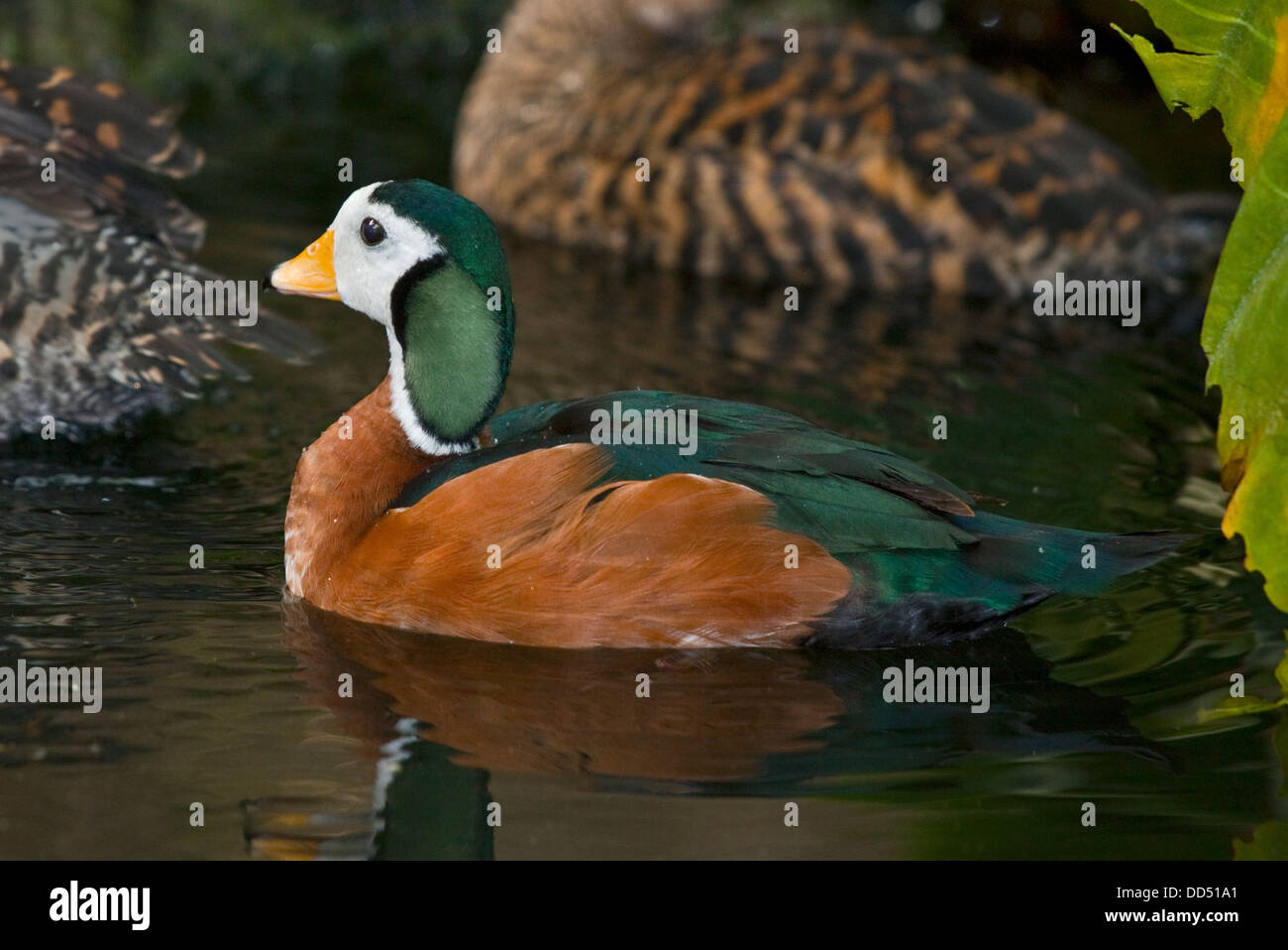 African Pygmy Goose (nettapus auritus) male Stock Photo - Alamy