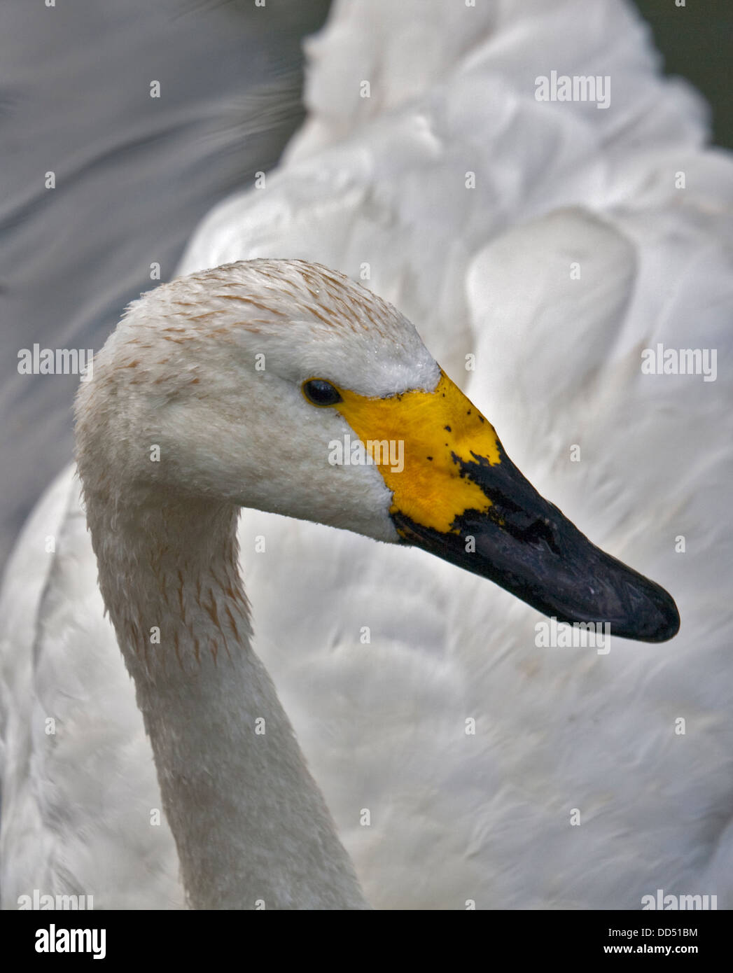 Tundra swan hi-res stock photography and images - Alamy
