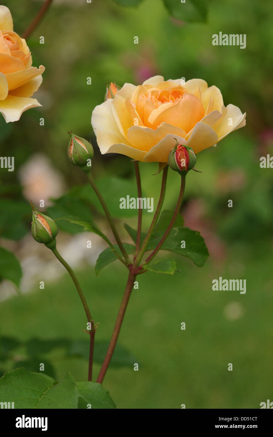 Rose port sunlight hi-res stock photography and images - Alamy