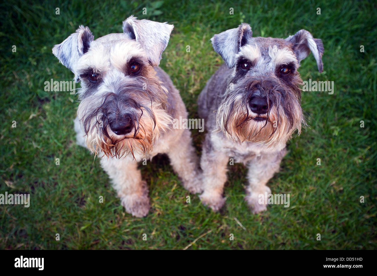 Two Miniature Schnauzer dogs Stock Photo - Alamy