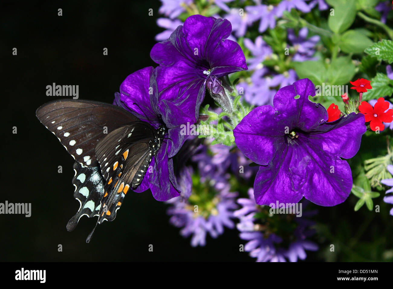 Swallowtail Butterfly 2 Stock Photo - Alamy