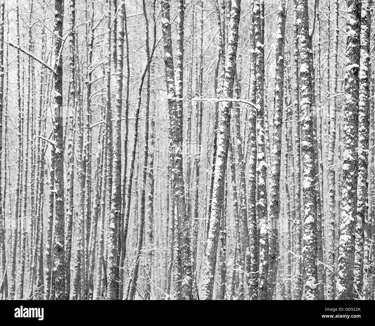 Alder grove hi-res stock photography and images - Alamy