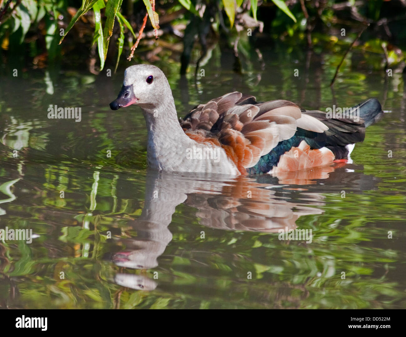 Orinoco Goose (neochen jubata Stock Photo - Alamy