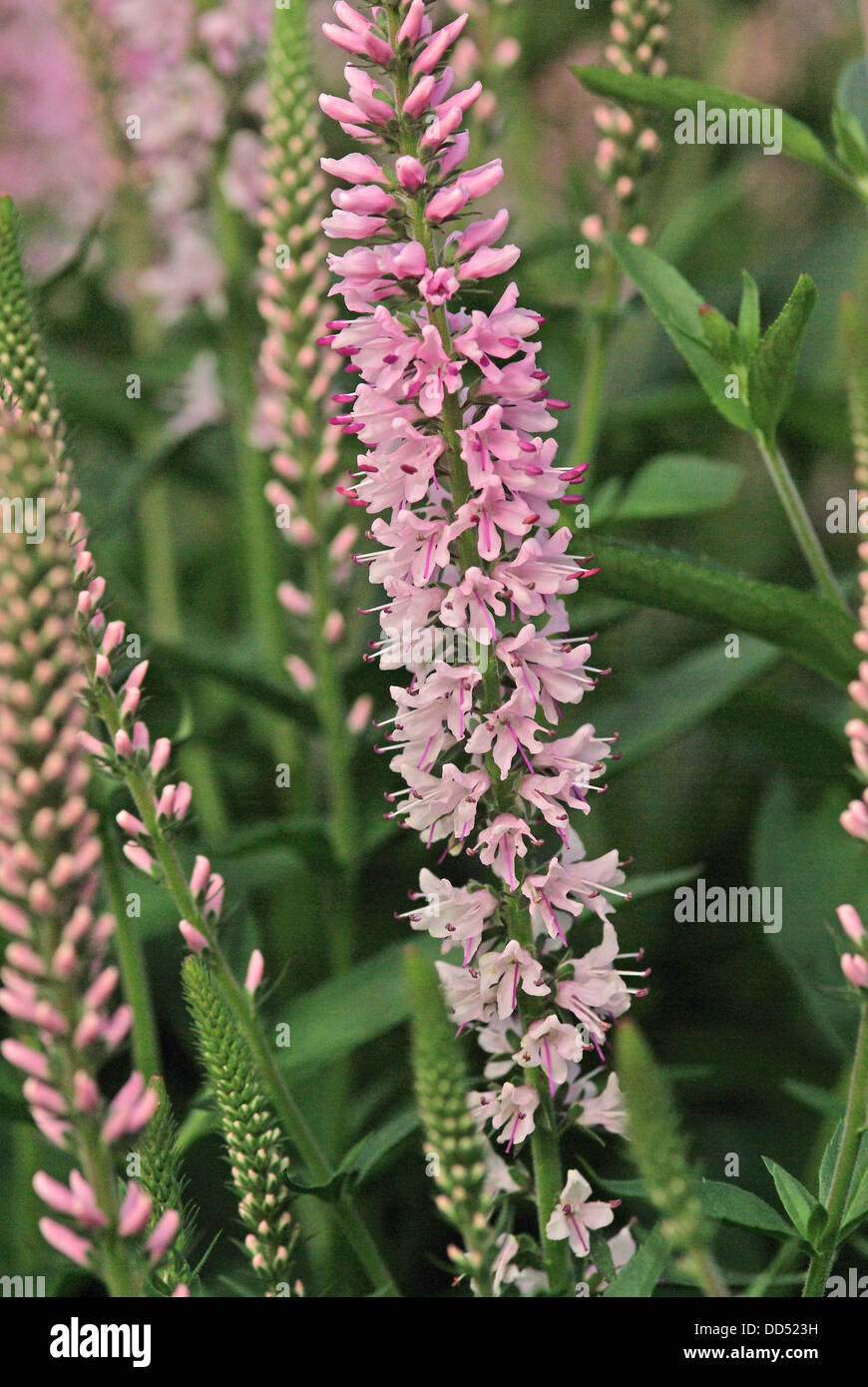 Pink damask hi-res stock photography and images - Alamy
