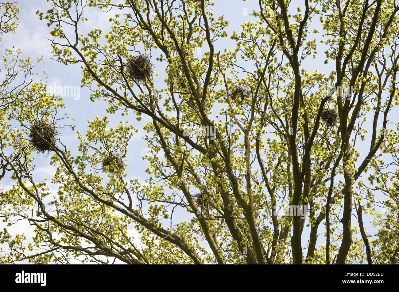 Crows nests in a Beech copse in Wiltshire, UK Stock Photo - Alamy